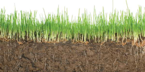 Fertile Soil: Key to Healthy Growth - Denver Lawn Care and Tree Service