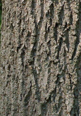 Ash Tree Identification Emerald Ash Borer Denver | Swingle Tree Service