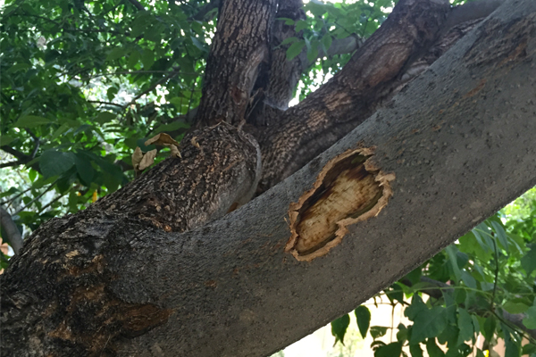 Squirrels Damaging your Trees This Year?