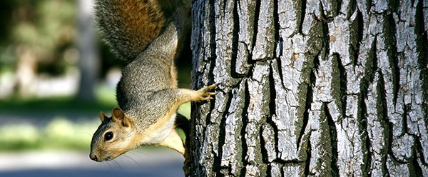Squirrels Damaging your Trees This Year?