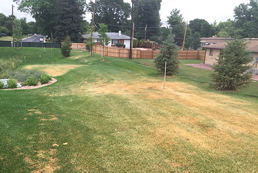 What You Can Do to Protect Your Lawn From Lawn Mites